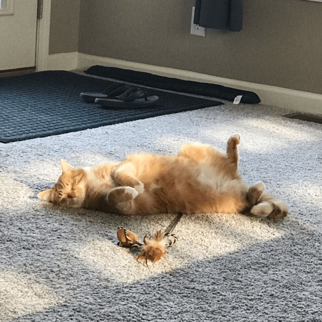 Patients | Creekside Animal Hospital & Wellness Center